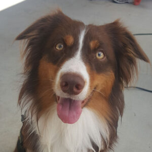 Wags and Brags | Ridgestar Aussies | Miniature Australian Shepherds ...