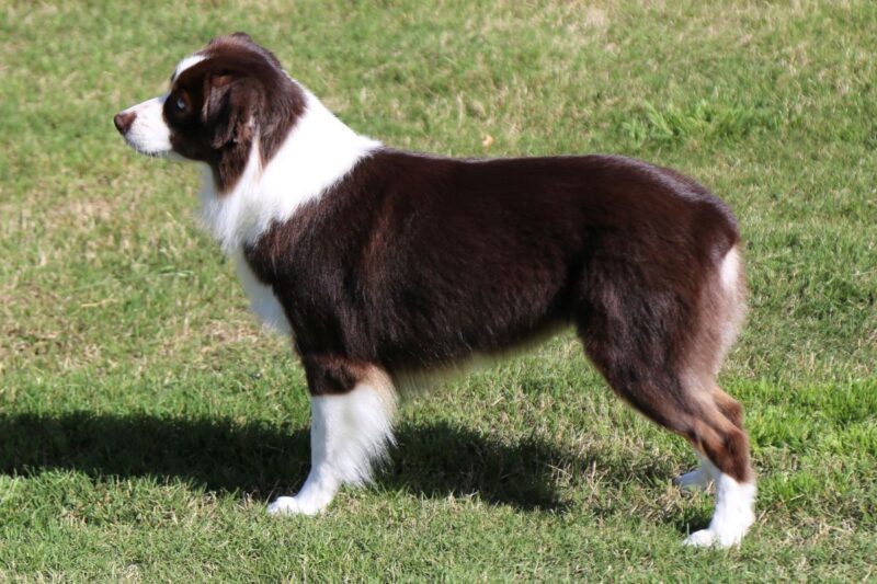 Ridgestar Aussies | Mini Australian Shepherds | Weatherford ...