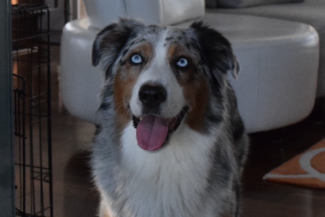 Wags and Brags | Ridgestar Aussies | Miniature Australian Shepherds ...